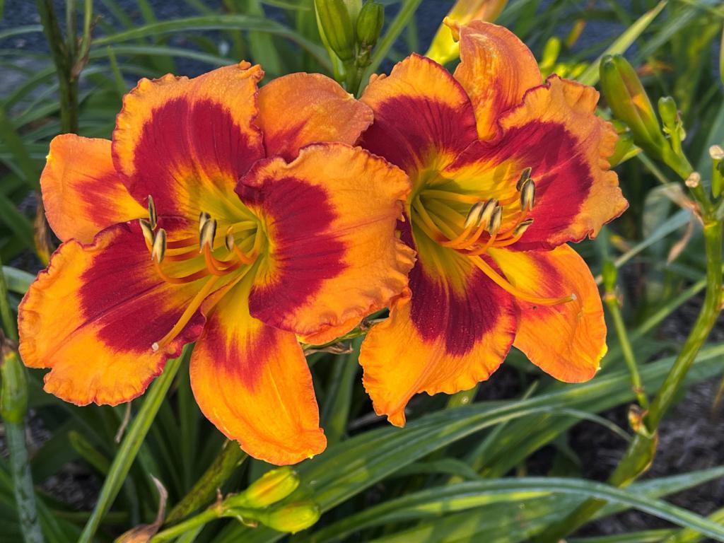 Alices Paradise Harbour Breezes Daylilies And Japanese Iris At